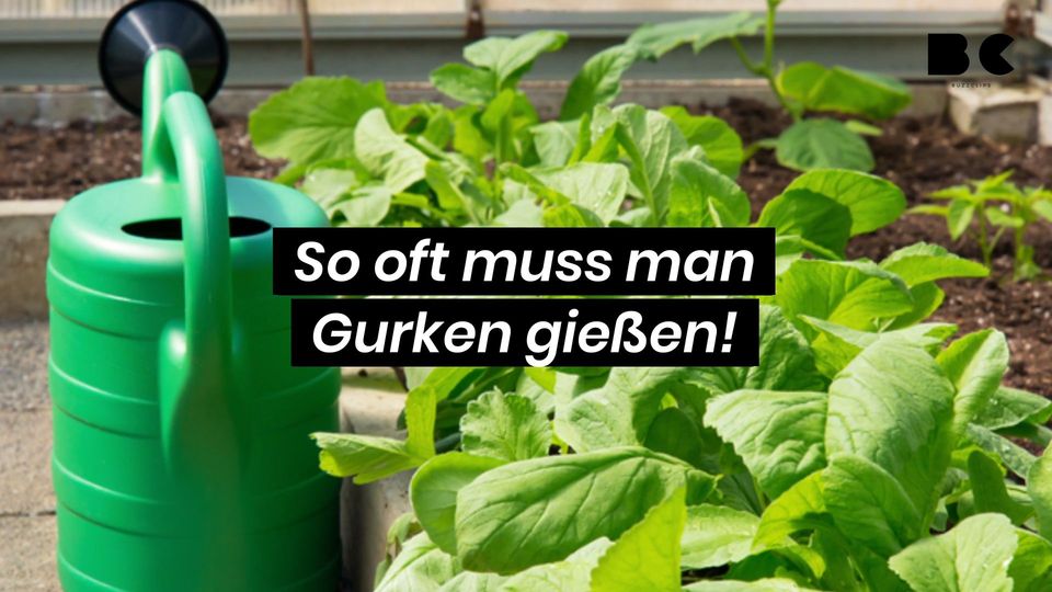 So oft muss man Gurken gießen! - BuzzClips